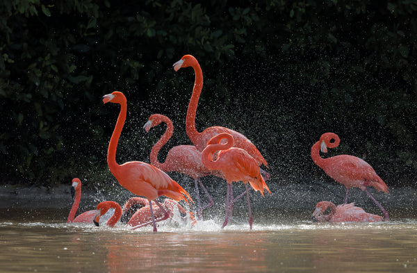 FLAMINGO BY CLAUDIO CONTRERAS KOOB – Bliss Bae